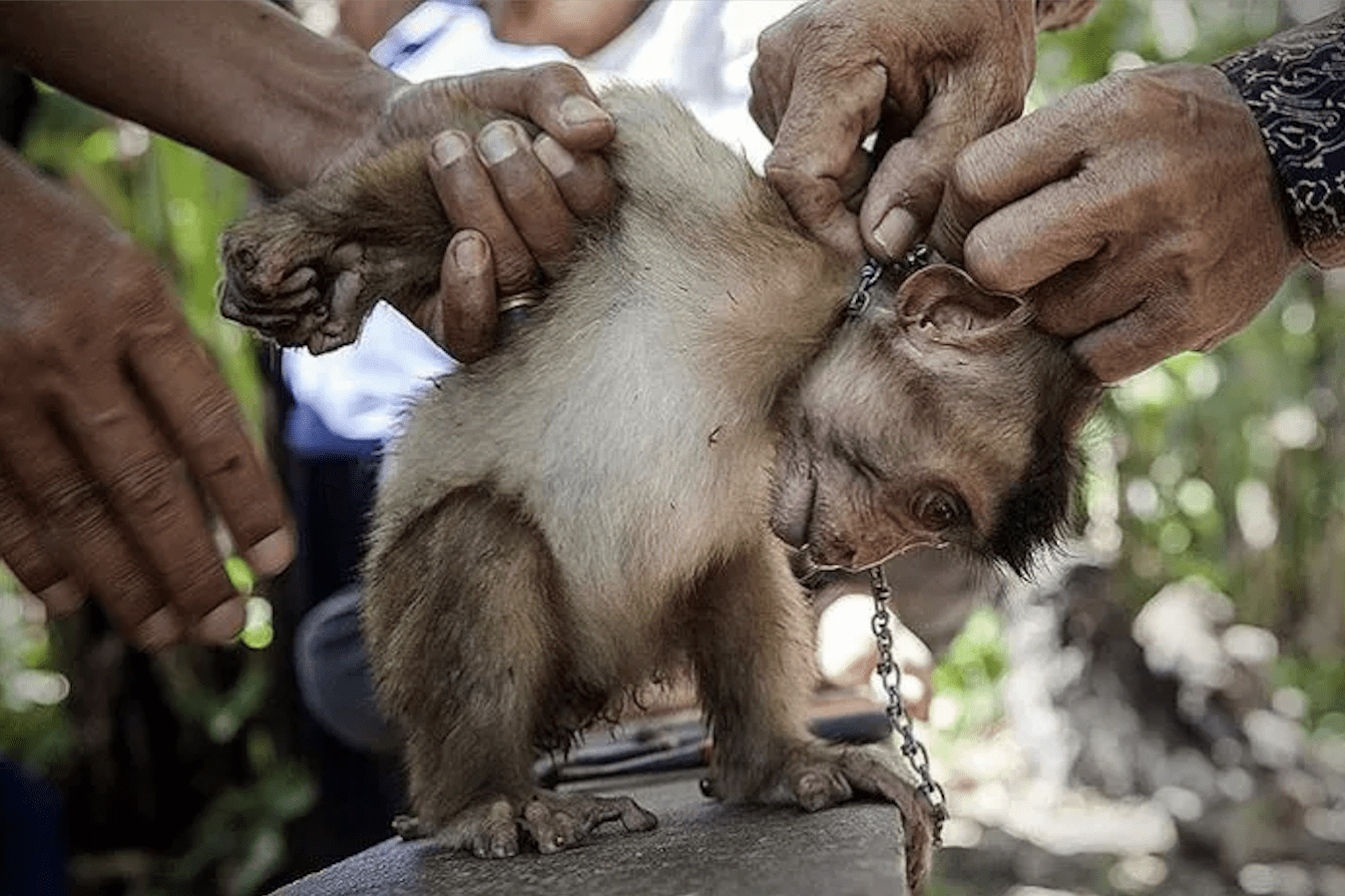 Le poison de la noix de coco Eco Tips - Marie Food Tips